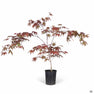 Japanese Maple 'Fireglow' — Green Acres Nursery & Supply
