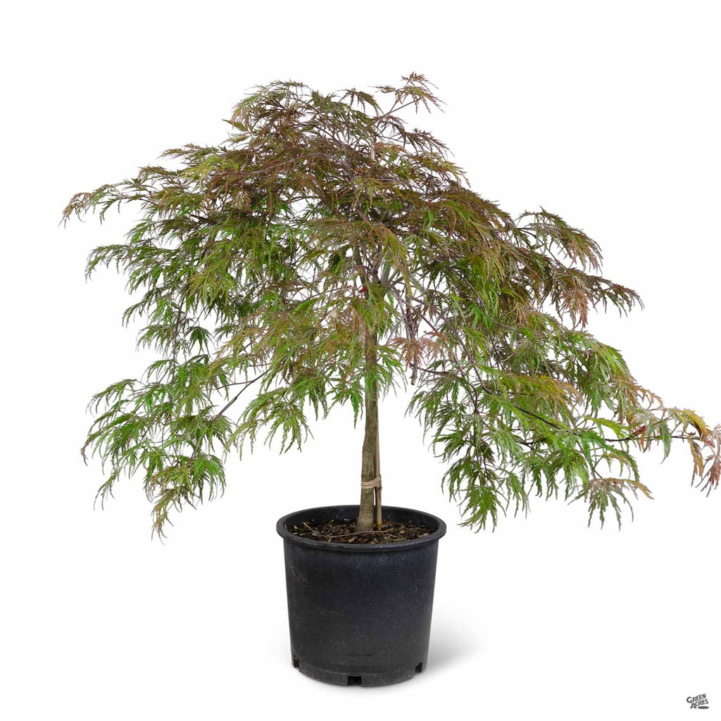 Japanese Maple 'Inaba Shidare' — Green Acres Nursery & Supply