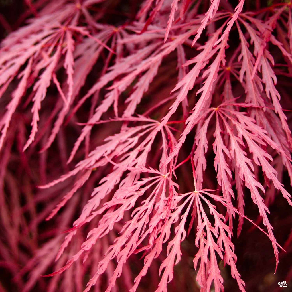 Japanese Laceleaf Maple 'Tamukeyama' — Green Acres Nursery & Supply