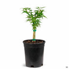 Japanese Maple 'Mikawa Yatsubusa' — Green Acres Nursery & Supply