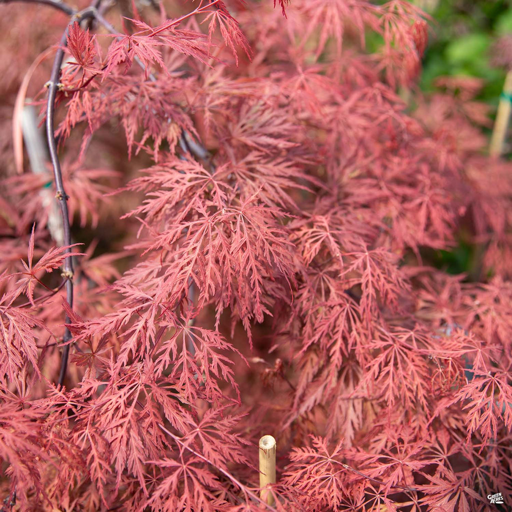Japanese Laceleaf Maple 'Orangeola' — Green Acres Nursery & Supply