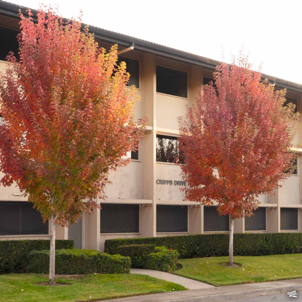 Red Maple 'Redpointe' — Green Acres Nursery & Supply