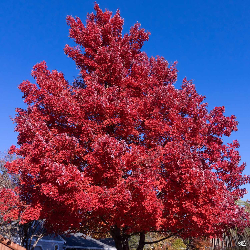 Red Maple 'Red Sunset' — Green Acres Nursery & Supply
