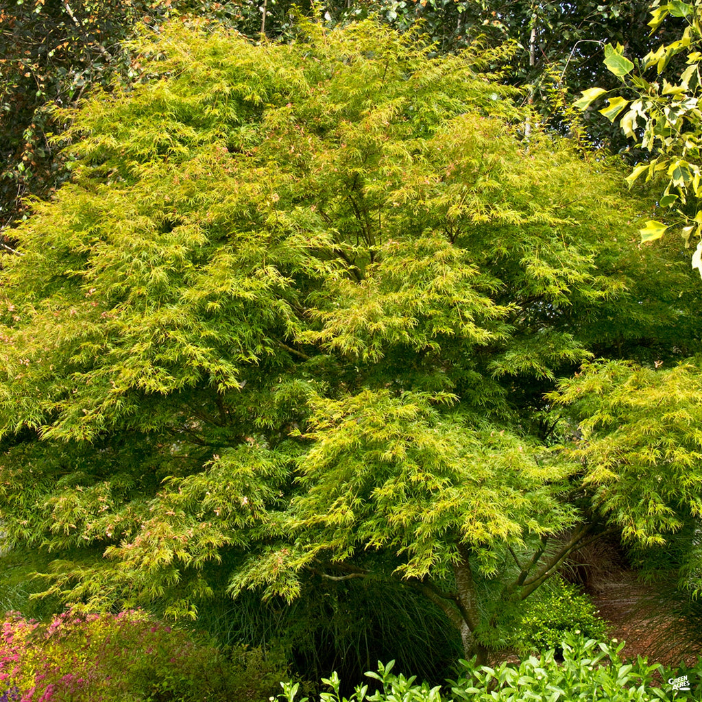 Seiryu Japanese Maple
