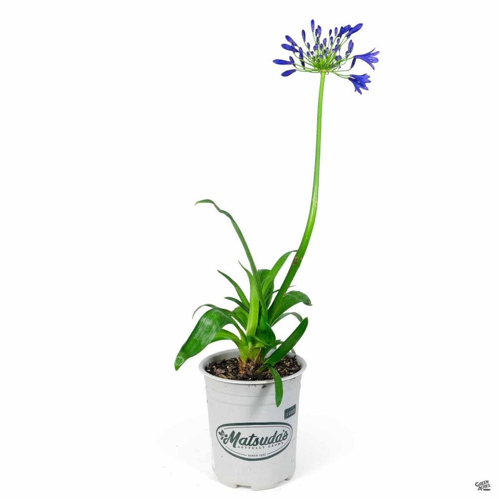 Lily of the Nile 'Storm Cloud' — Green Acres Nursery & Supply