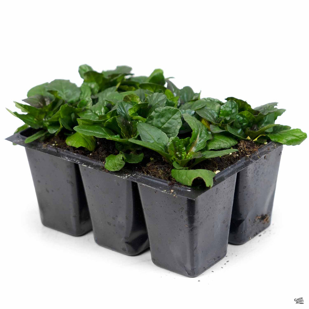 Ajuga 'Bronze' — Green Acres Nursery & Supply