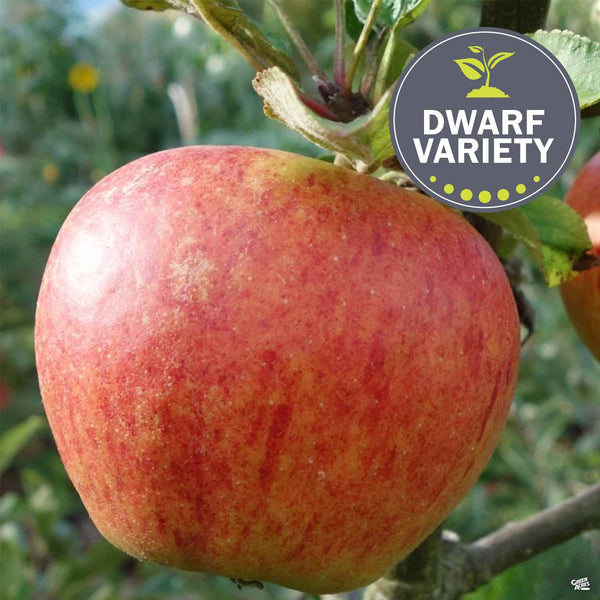 Dwarf Gala Apple Tree
