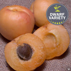 Apricot 'Pixie-Cot', Dwarf — Green Acres Nursery & Supply