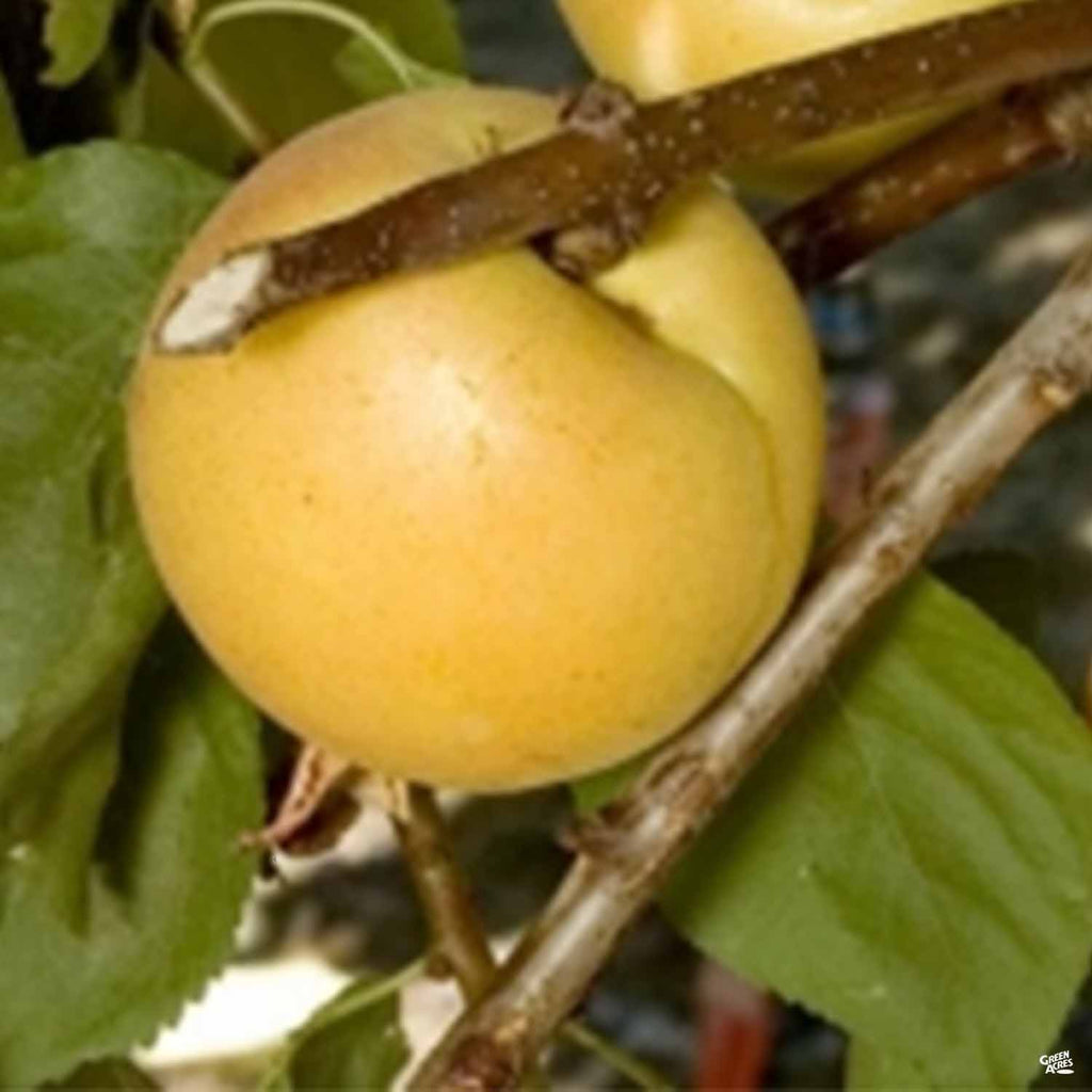 Cot-N-Candy White Aprium® Interspecific Apricot Bareroot — Green Acres ...
