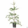 Coastal Redwood 'Aptos Blue' — Green Acres Nursery & Supply