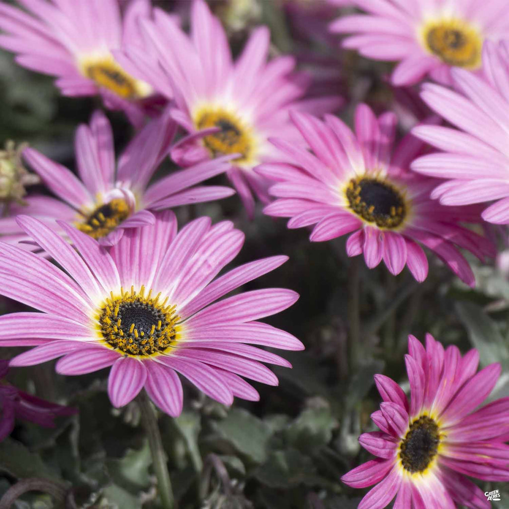 Arctotis — Green Acres Nursery & Supply