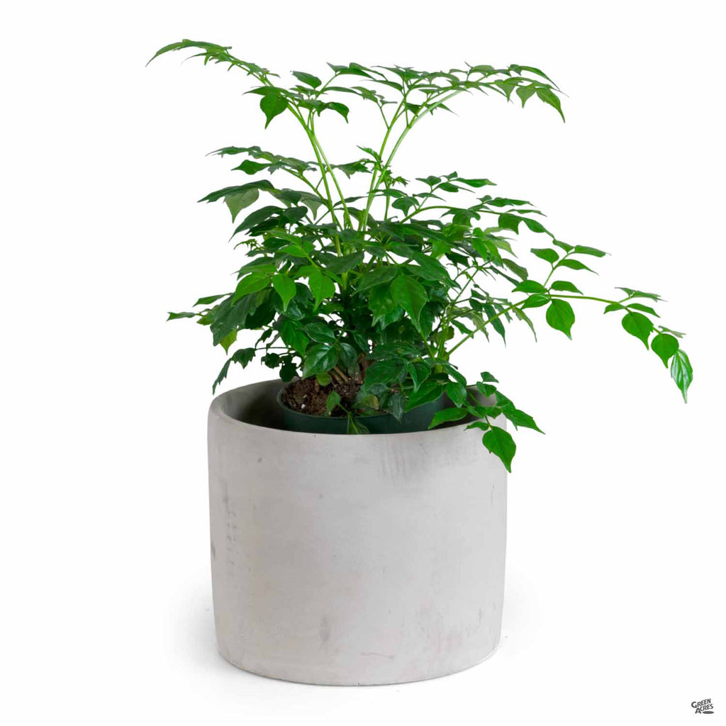 Cylinder Plant Vessel — Green Acres Nursery & Supply