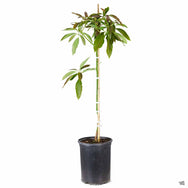 Avocado 'Little Cado' — Green Acres Nursery & Supply