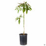 Avocado 'Little Cado' — Green Acres Nursery & Supply