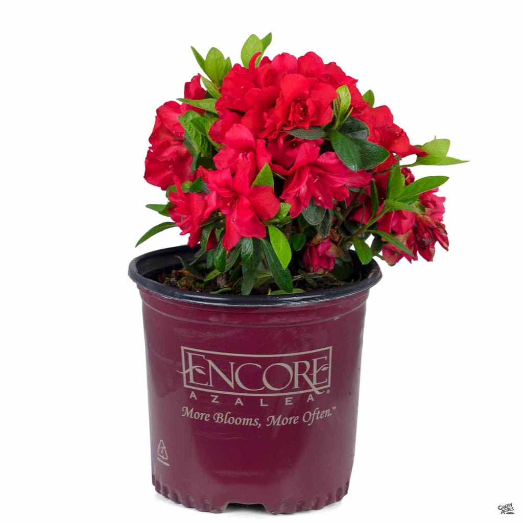Encore® Azalea Autumn Bonfire® — Green Acres Nursery & Supply