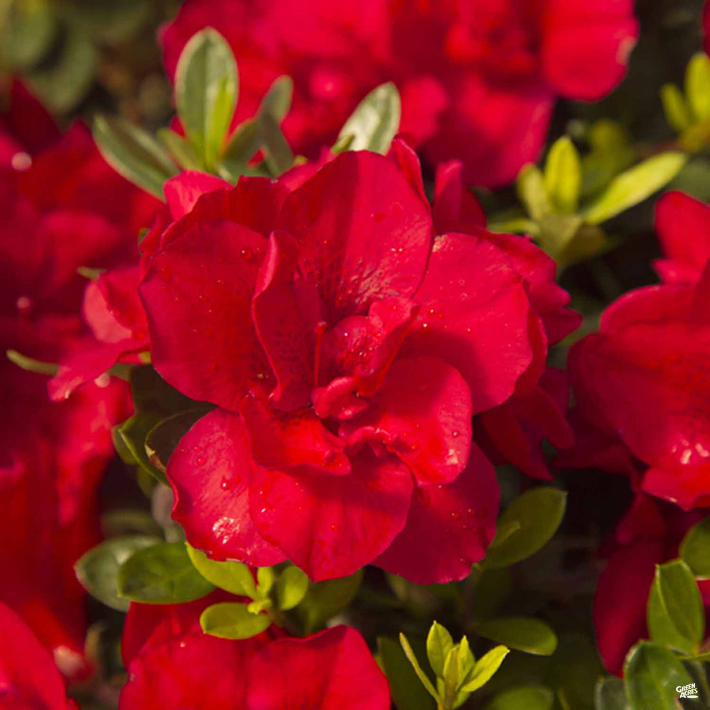 Encore® Azalea Autumn Bonfire® — Green Acres Nursery & Supply