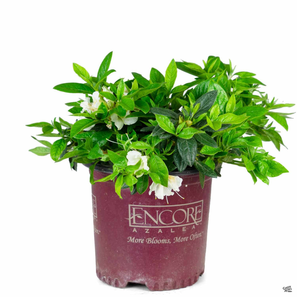 Encore® Azalea Autumn Ivory® — Green Acres Nursery & Supply