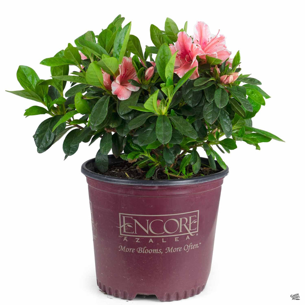 Encore® Azalea Autumn Sunburst® — Green Acres Nursery & Supply