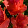 Encore® Azalea Autumn Sunset® — Green Acres Nursery & Supply