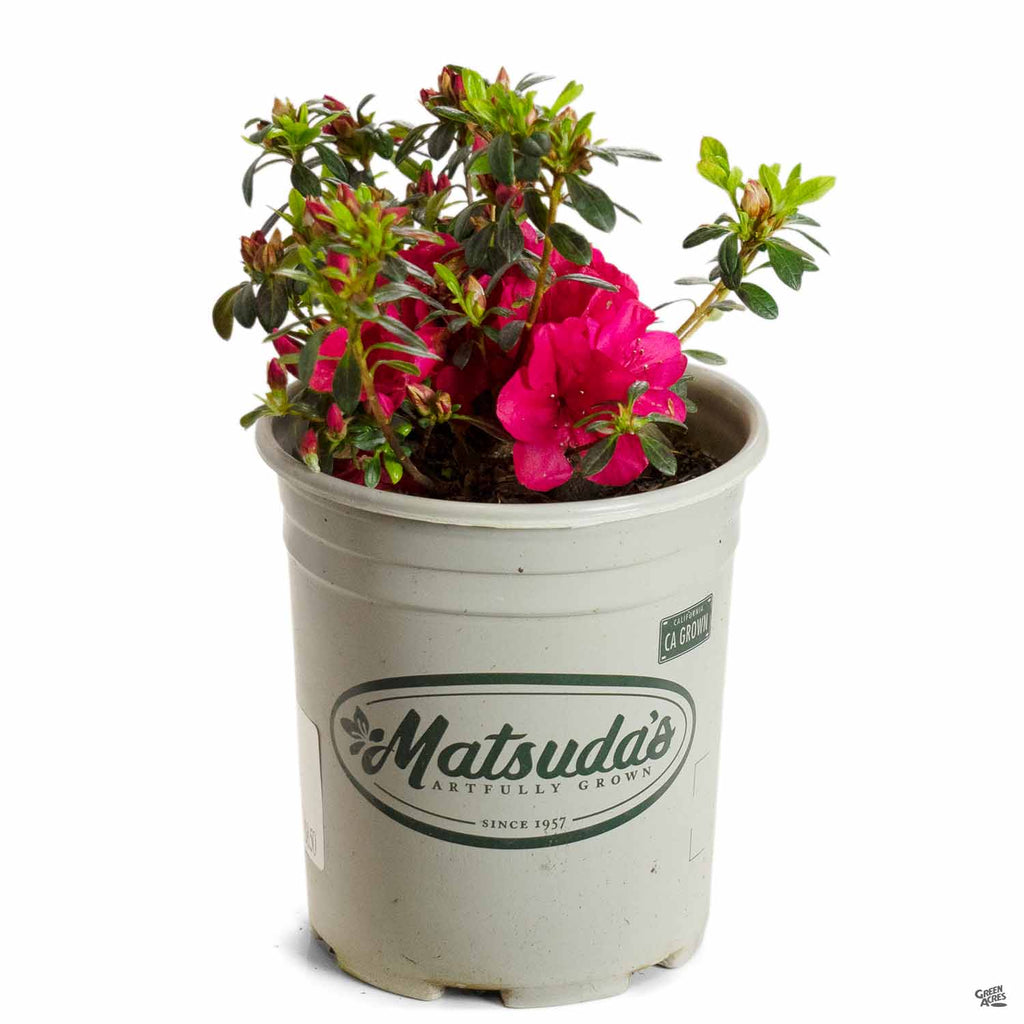 Azalea 'Cherry Drops' — Green Acres Nursery & Supply