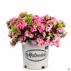 Azalea 'Coral Bells' — Green Acres Nursery & Supply