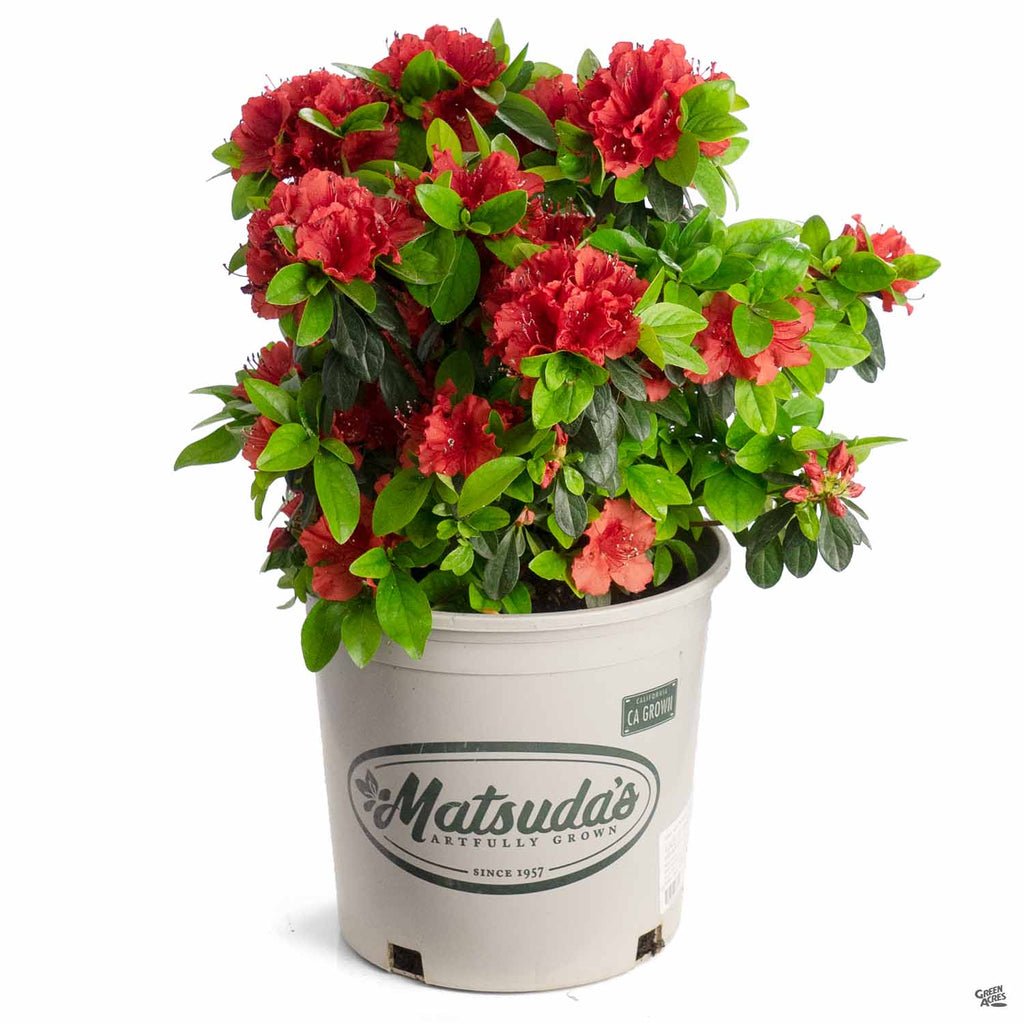 Azalea 'Girard's Hot Shot' — Green Acres Nursery & Supply