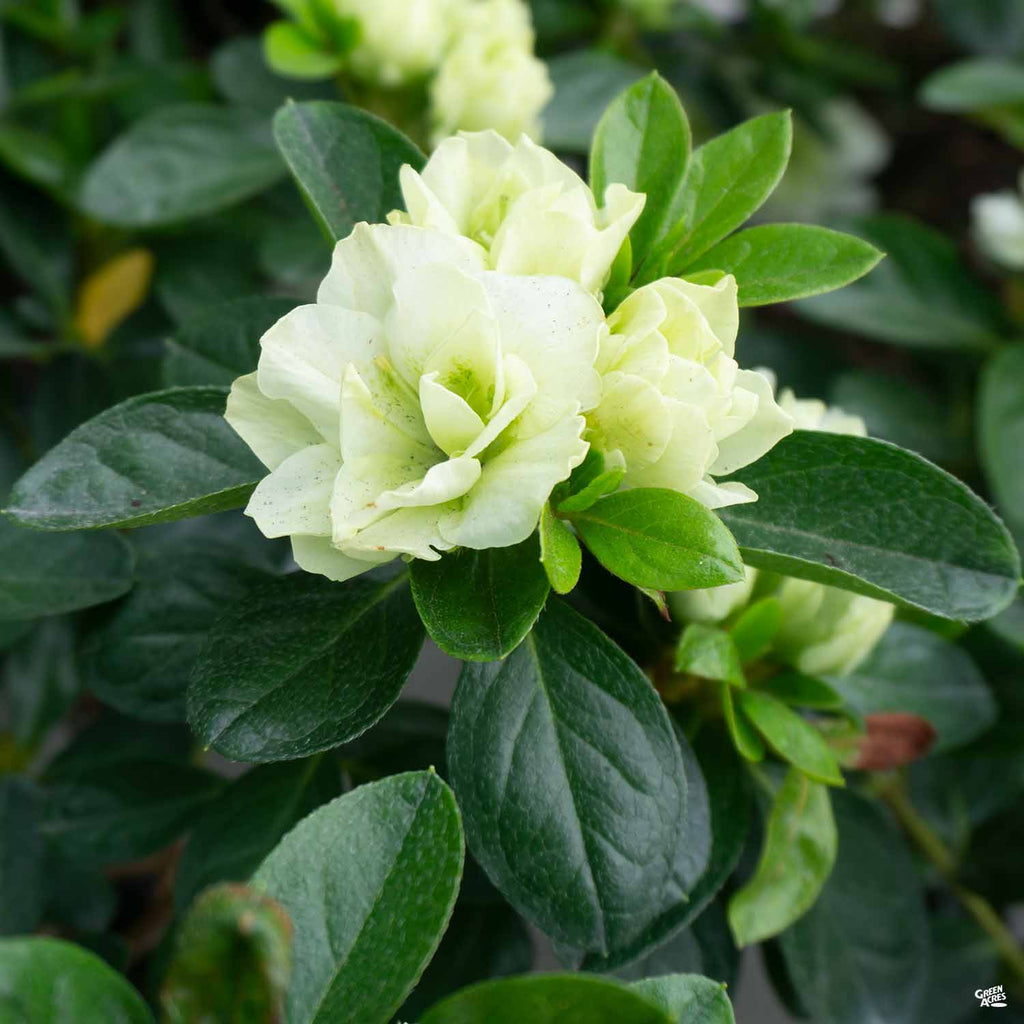 Azaleas Green Flowers Pink Evergreen Azaleas — Sunnyside Nursery