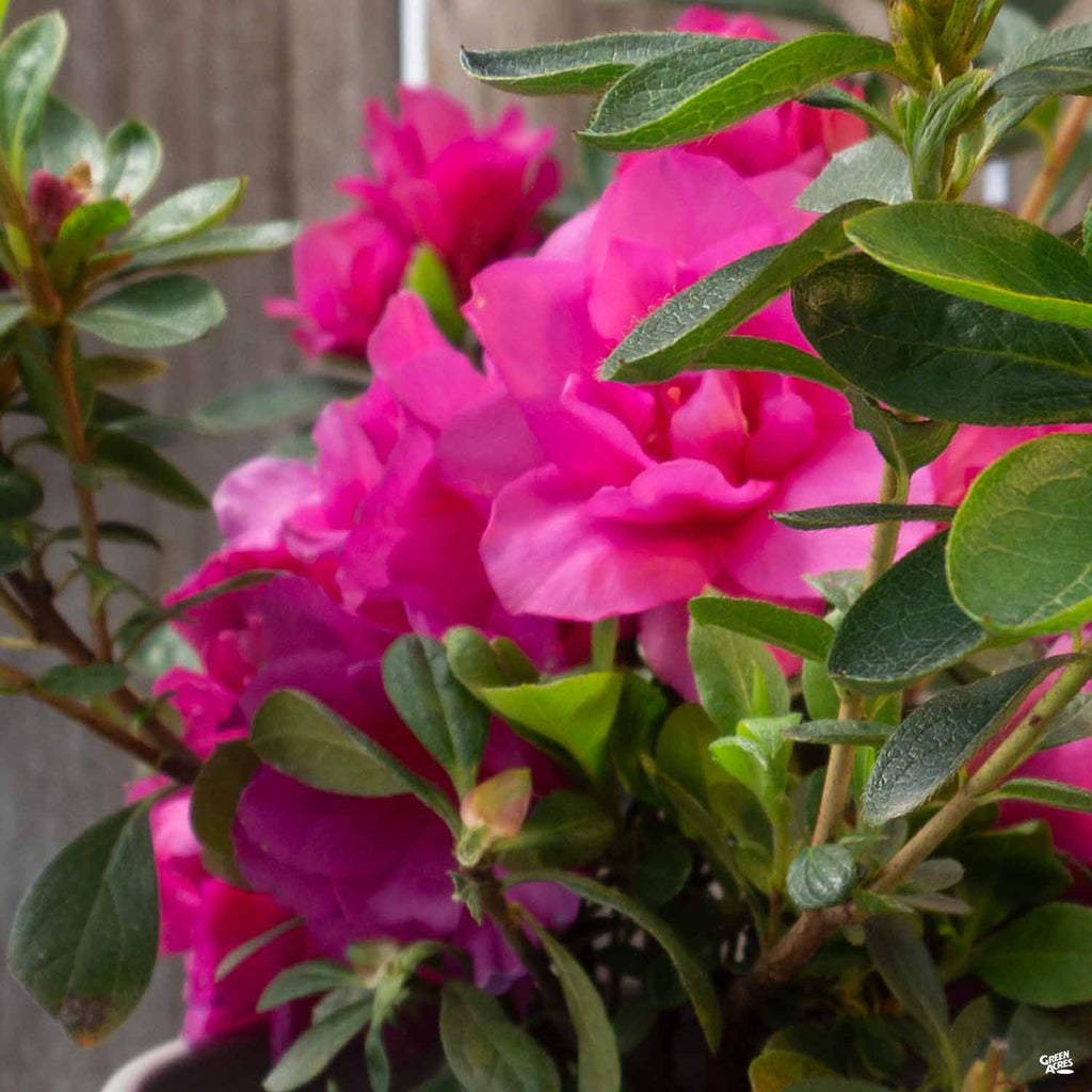 Azalea 'Happy Days' — Green Acres Nursery & Supply
