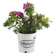 Azalea 'Happy Days' — Green Acres Nursery & Supply