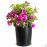 Azalea 'Happy Days' — Green Acres Nursery & Supply