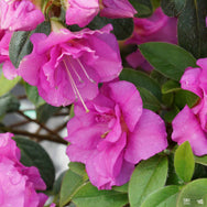 Perfecto Mundo® Double Purple Reblooming Azalea — Green Acres Nursery ...