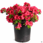 Azalea 'Red Bird' — Green Acres Nursery & Supply