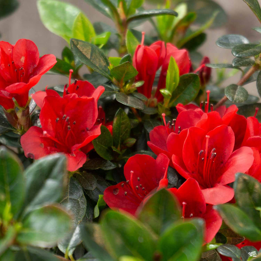 Azalea 'Ward's Ruby' — Green Acres Nursery & Supply