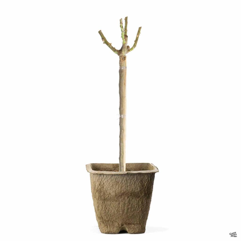 Drop Dead Red™ Rose Bareroot — Green Acres Nursery & Supply