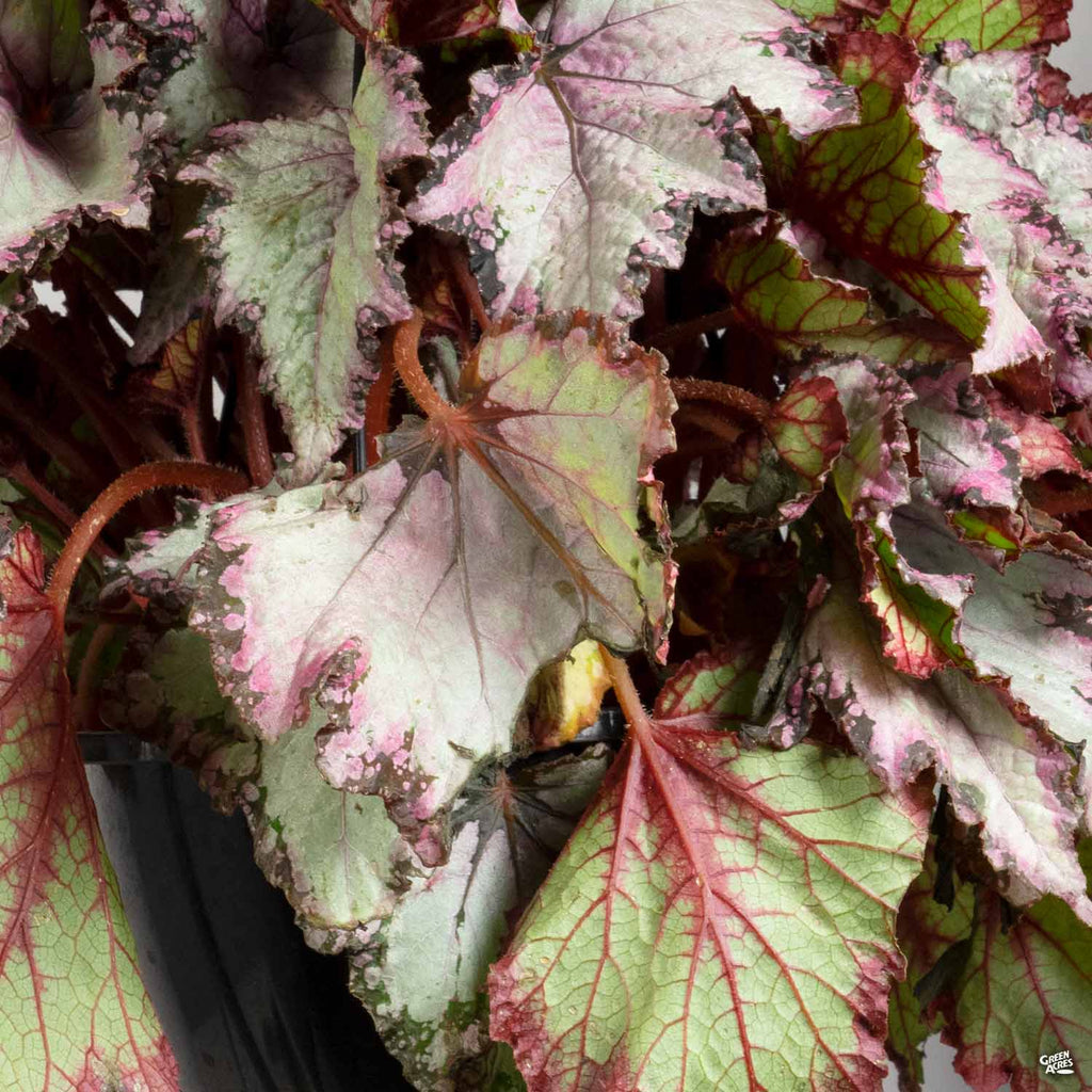 Begonia rex — Green Acres Nursery & Supply
