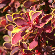 Golden Ruby® Barberry | Monrovia — Green Acres Nursery & Supply