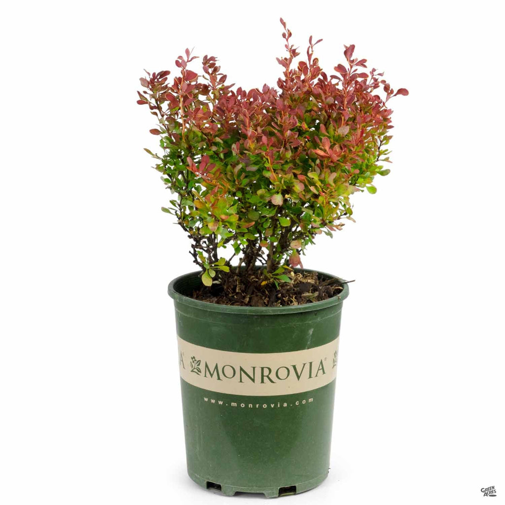 Golden Ruby® Barberry | Monrovia — Green Acres Nursery & Supply
