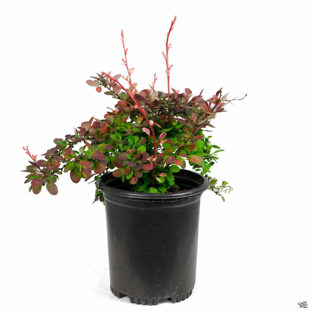 Barberry 'Rose Glow' — Green Acres Nursery & Supply