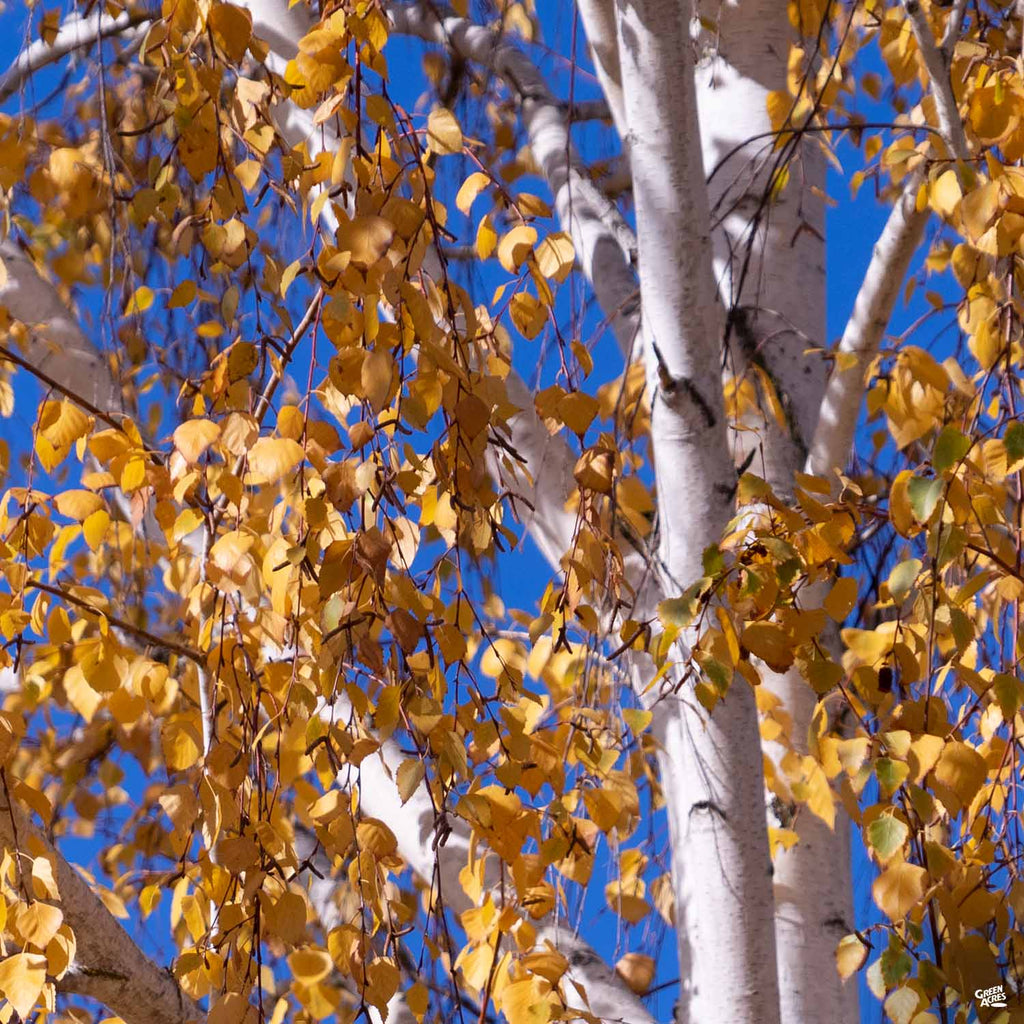 European White Birch Multi-Trunk — Green Acres Nursery & Supply