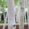 European White Birch Multi-Trunk — Green Acres Nursery & Supply