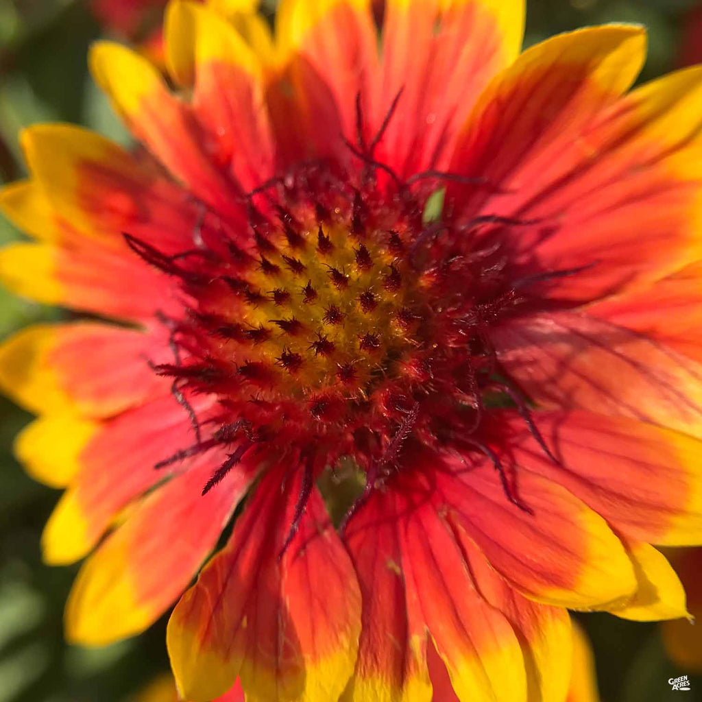 Blanket Flower — Green Acres Nursery & Supply