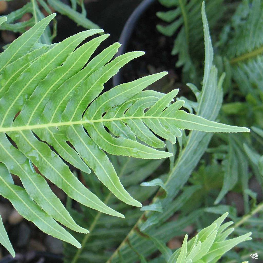 Dwarf Tree Fern 'Silver Lady' — Green Acres Nursery & Supply
