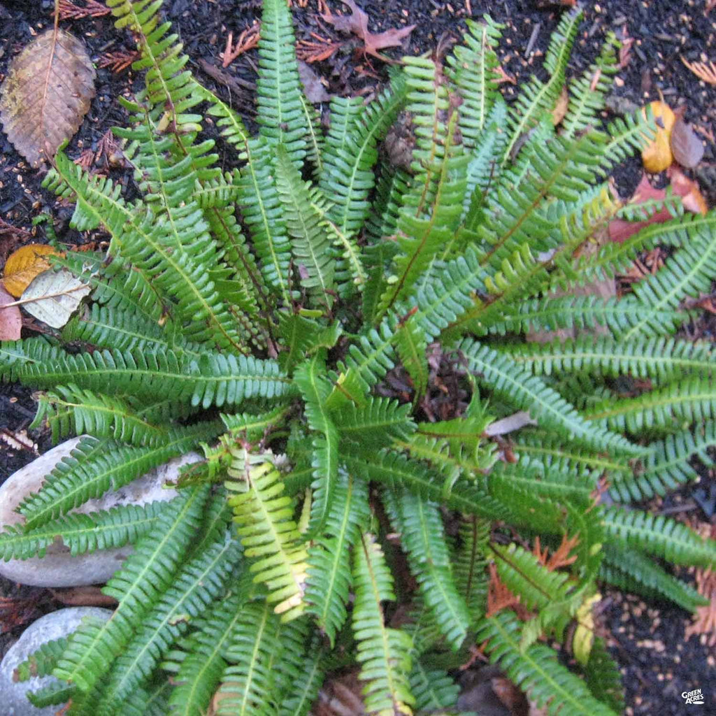 Deer Fern — Green Acres Nursery & Supply