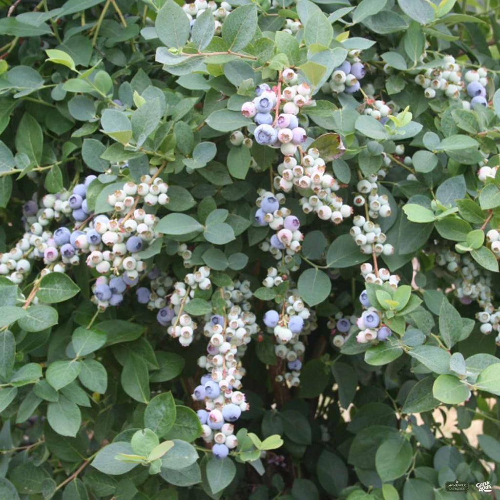 Bountiful Blue® Blueberry | Monrovia — Green Acres Nursery & Supply