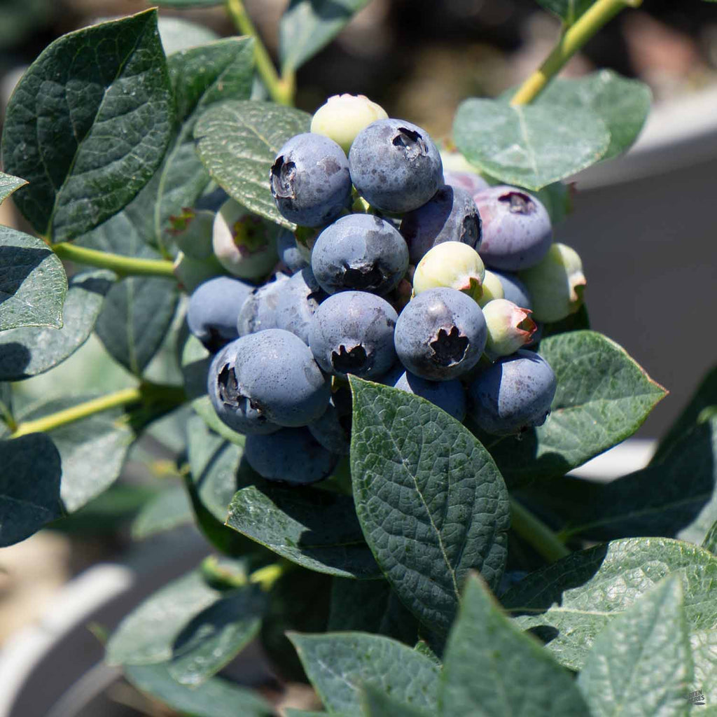 Blueberry 'Misty' — Green Acres Nursery & Supply