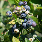 Blueberry 'Sharpblue' — Green Acres Nursery & Supply
