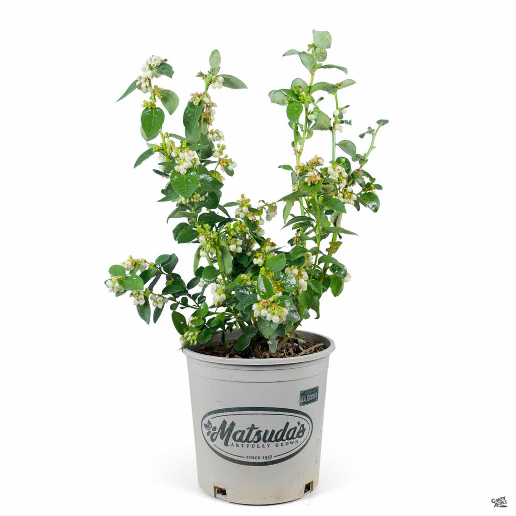 Blueberry 'Sharpblue' — Green Acres Nursery & Supply