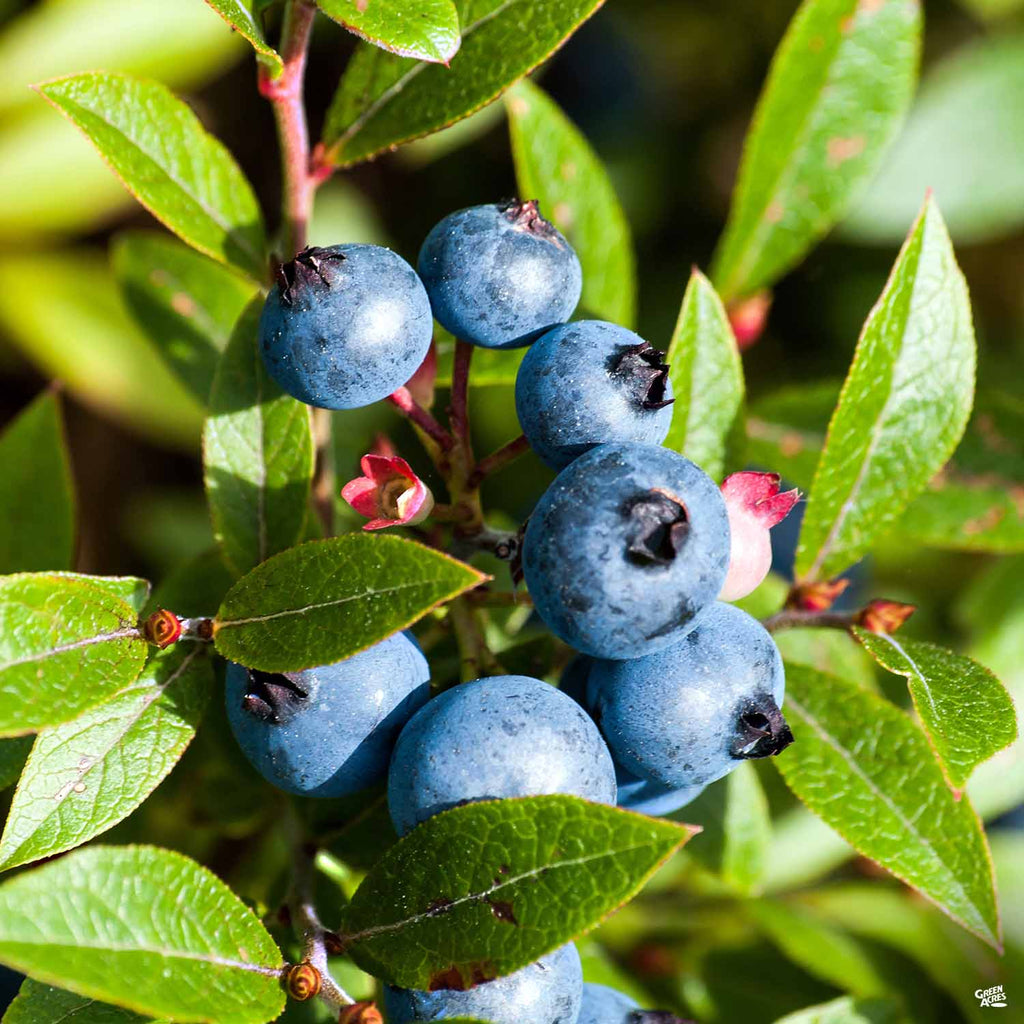 Blueberry 'Spartan' — Green Acres Nursery & Supply