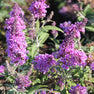 Butterfly Bush Buzz™ Lavender — Green Acres Nursery & Supply
