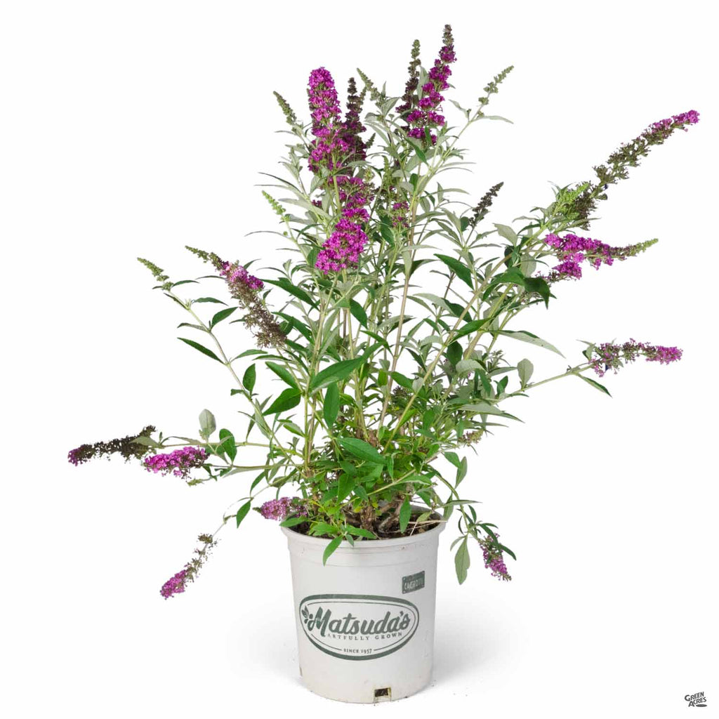 Butterfly Bush Buzz™ Velvet — Green Acres Nursery & Supply